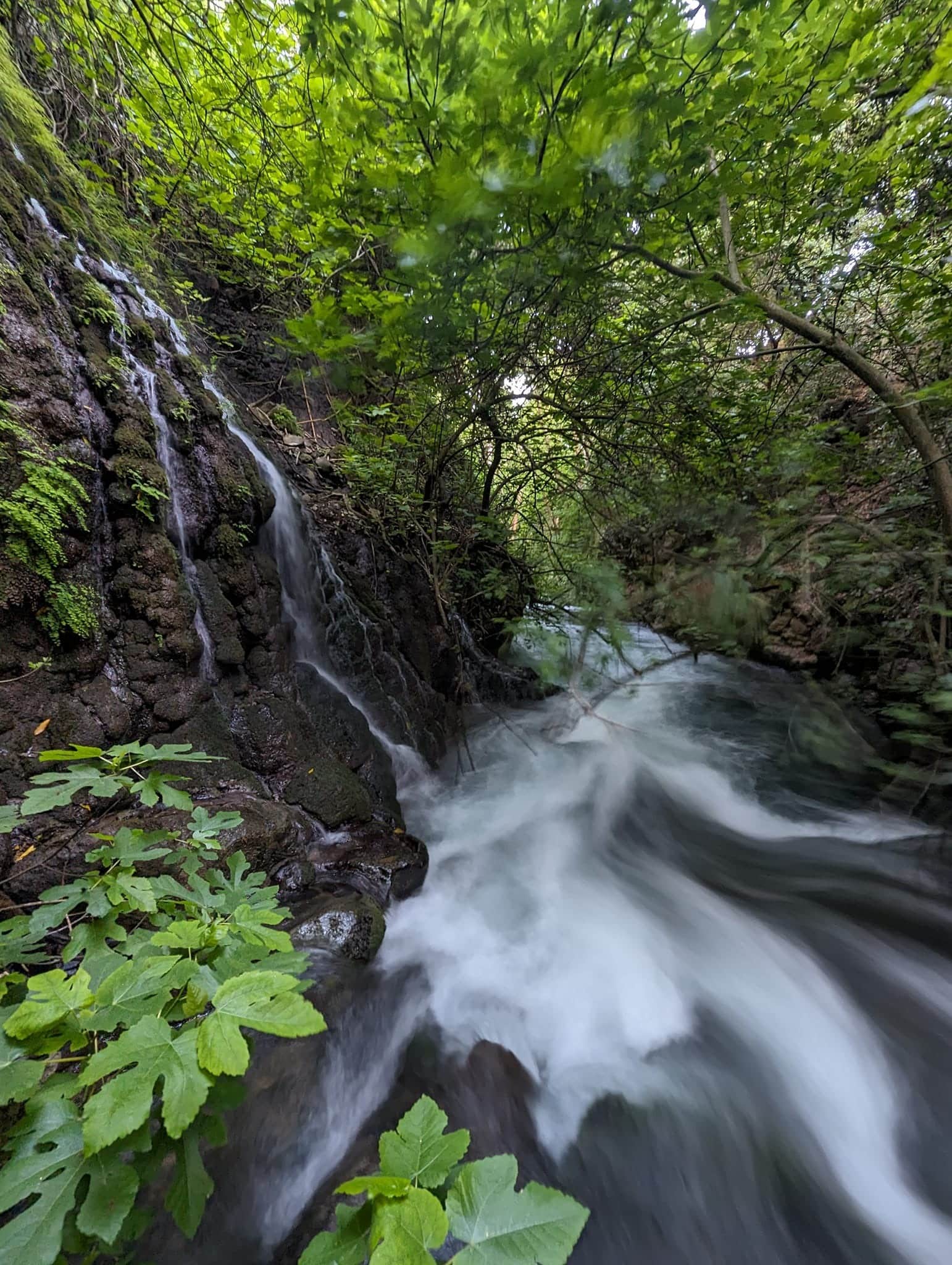 Banias - Your friends in Israel