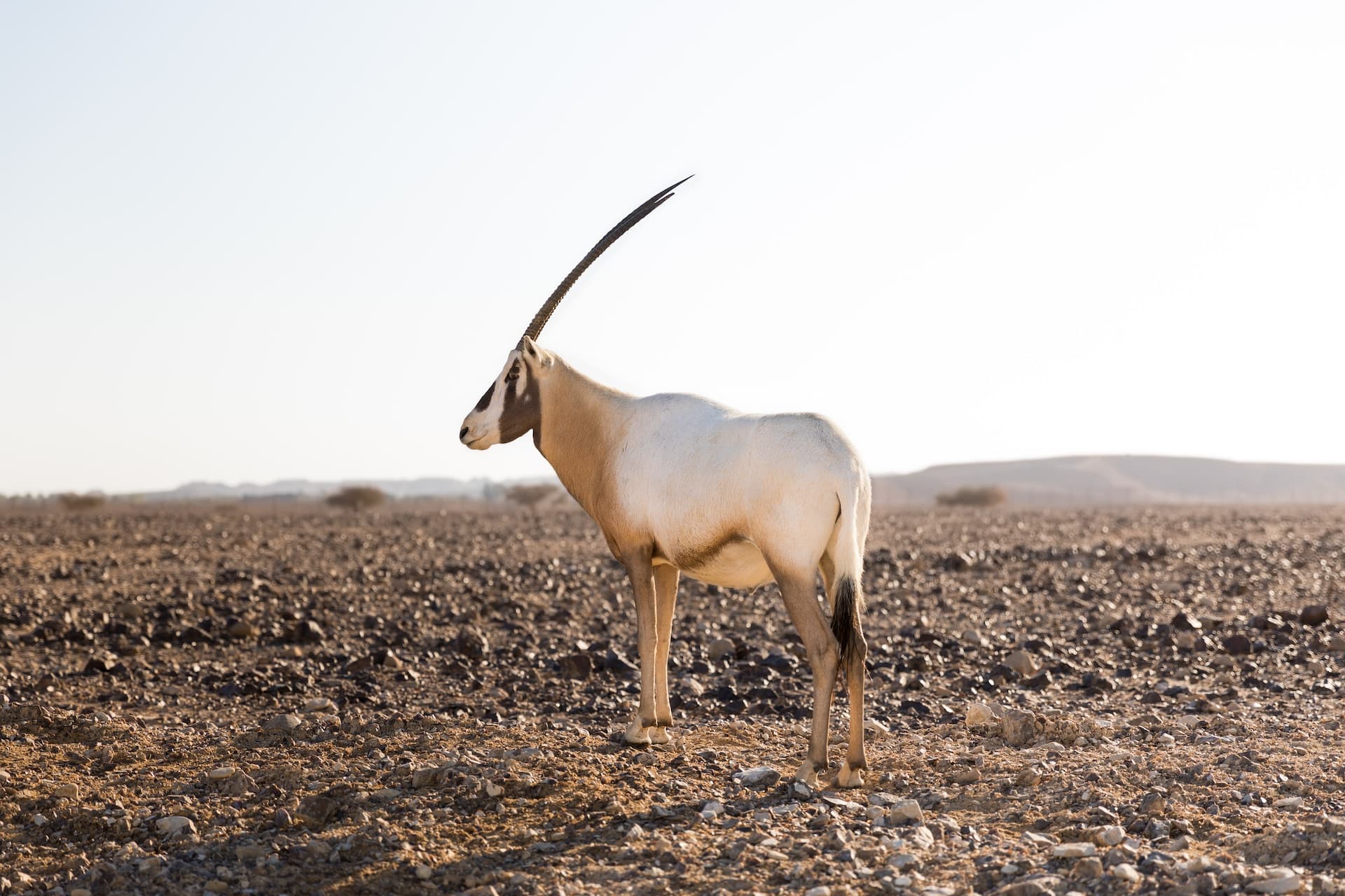 The Arava - Your friends in Israel